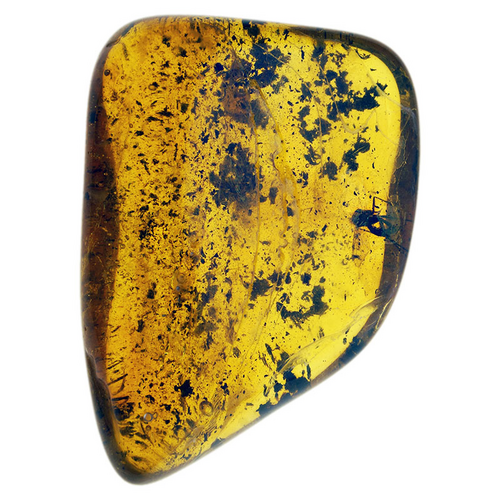 3,00 гр. Самороден кехлибар с фосил - Florinus.bg