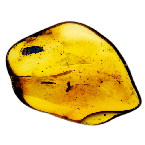 1,40 g Amber Nugget with inclusion - FLORINUS